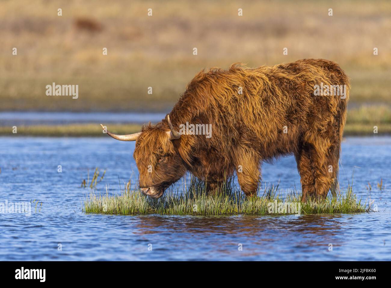 France, Somme, Baie de Somme, Le Crotoy, Marais du Crotoy, Scottish ...