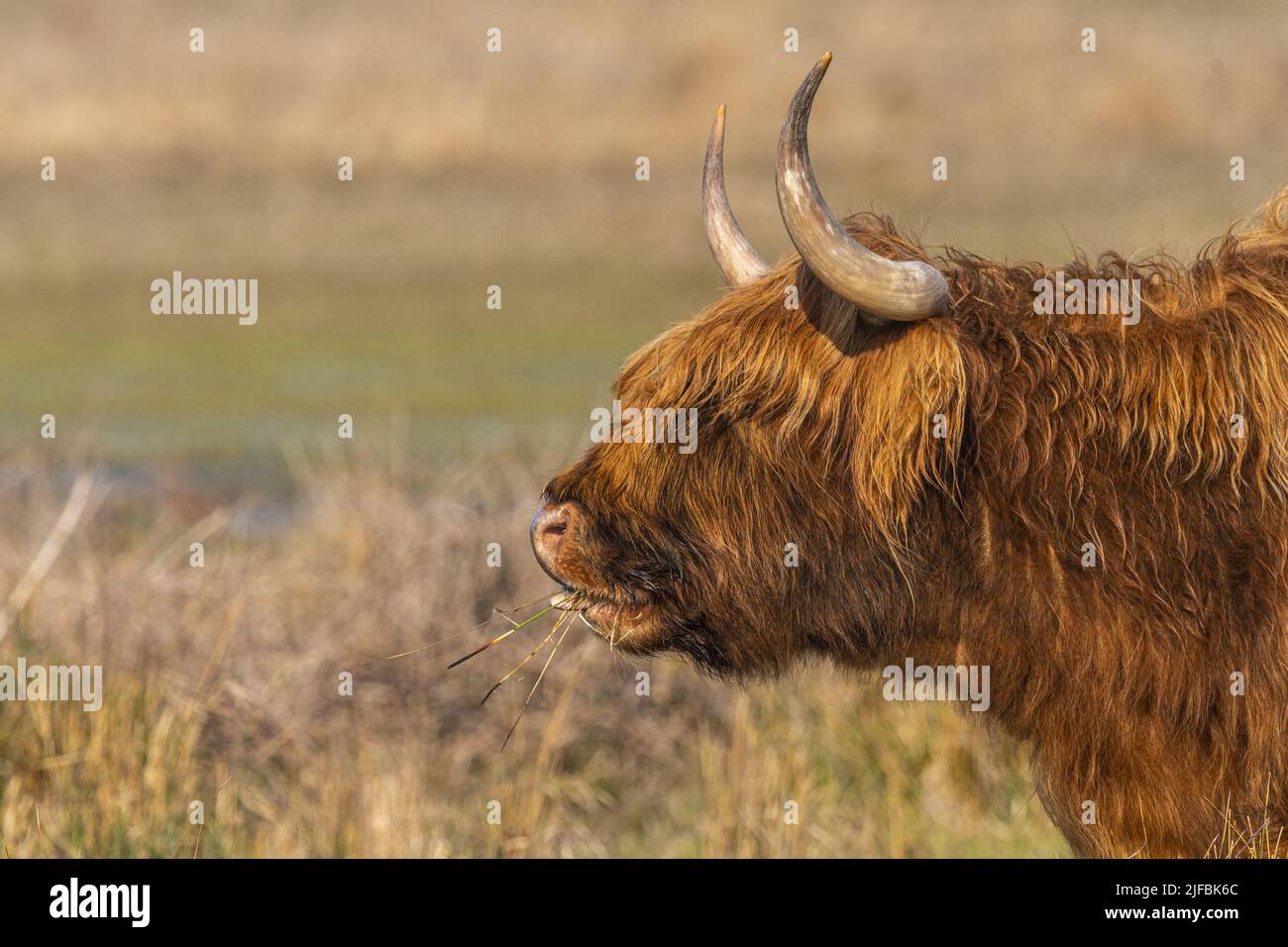 France, Somme, Baie de Somme, Le Crotoy, Marais du Crotoy, Scottish ...