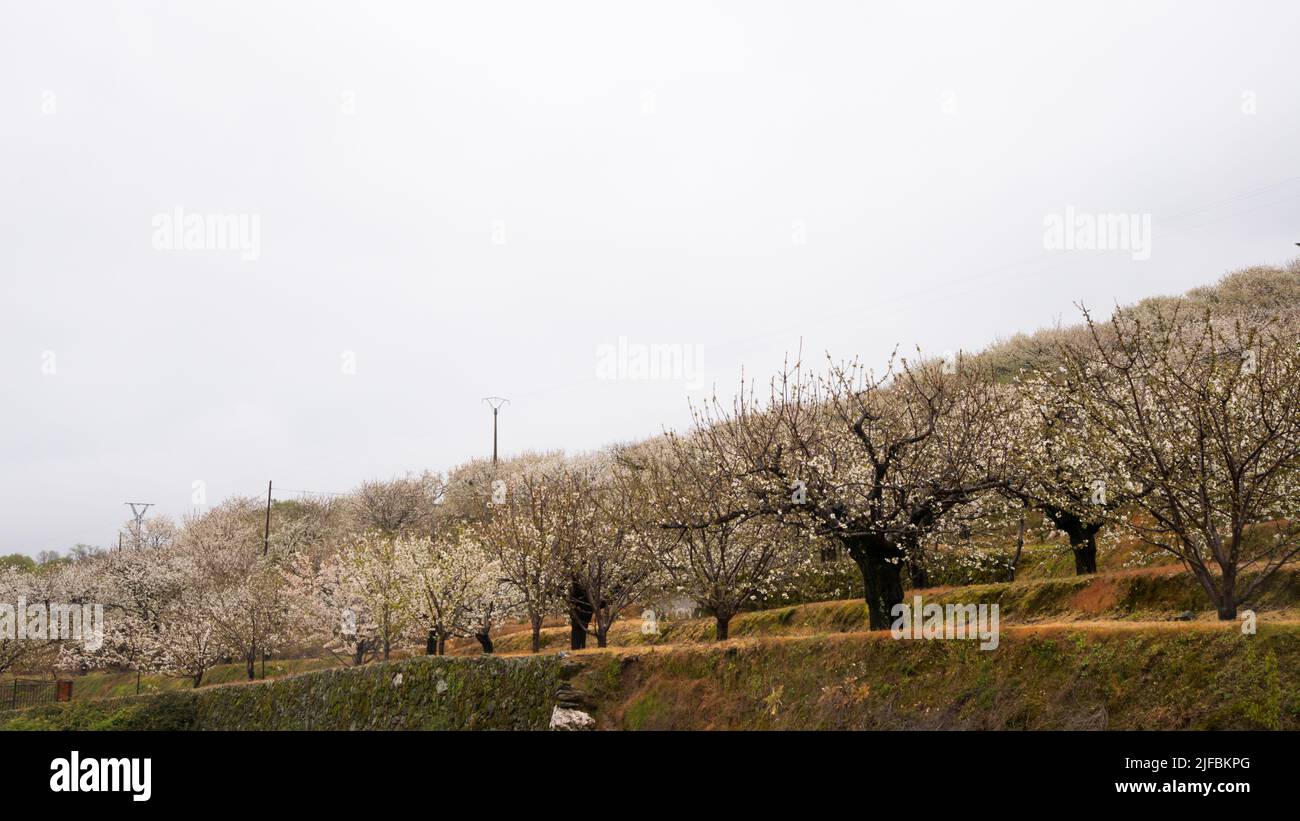 Row of cherry blossom trees hi-res stock photography and images - Alamy