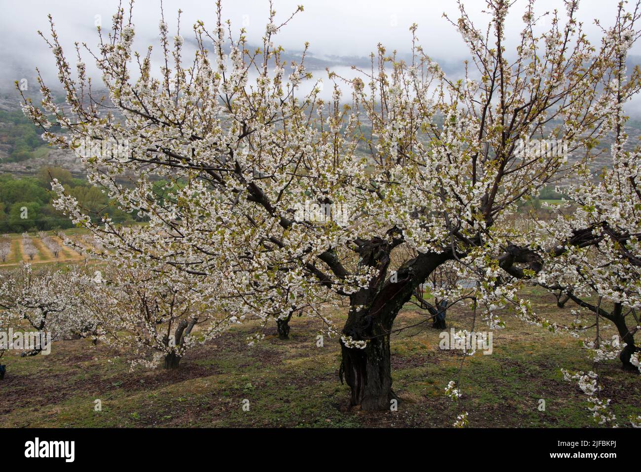 Cherry trees in blossom. Outdoors, Caceres Stock Photo - Alamy