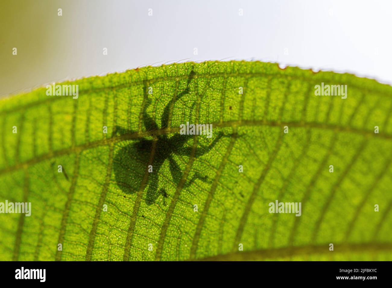 Madagascar, eastern region, Andasibé National Park, Giraffe weevil ...