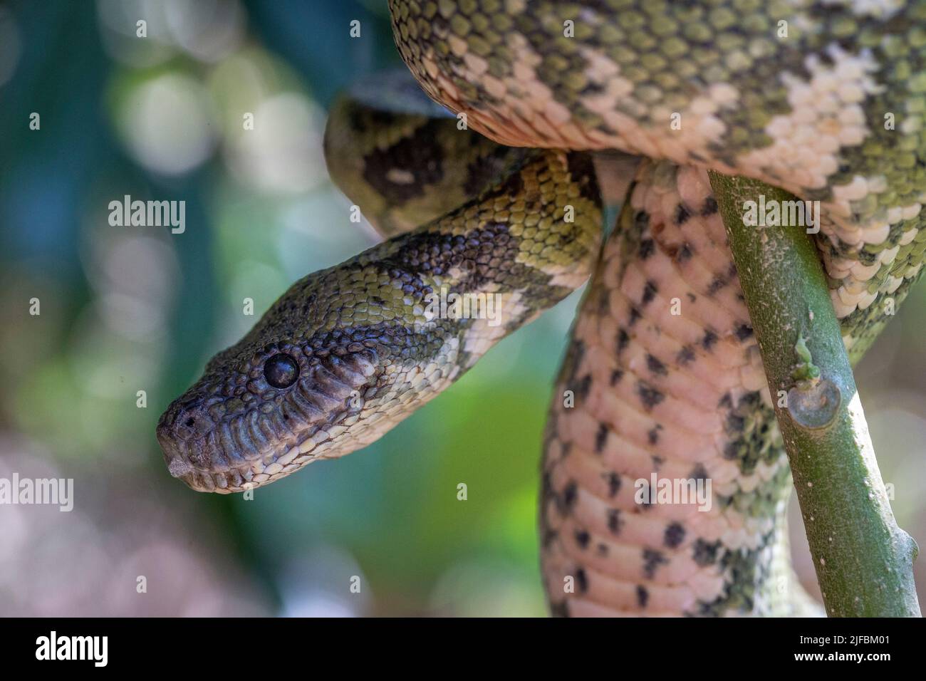 Madagascar, East, Madagascan Boa (Sanzinia madagascariensis Stock Photo ...