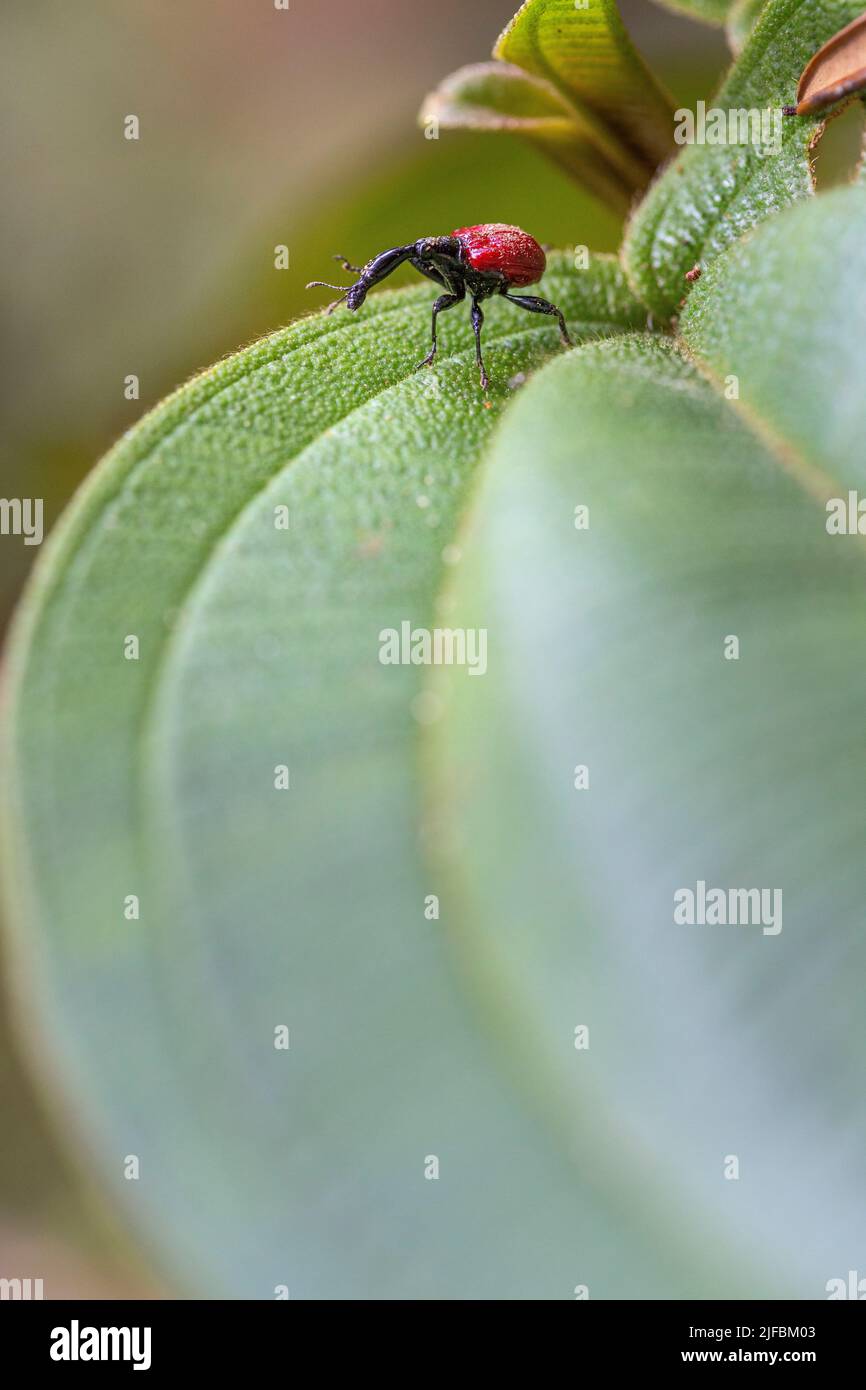 Madagascar, eastern region, Andasibé National Park, Giraffe weevil ...