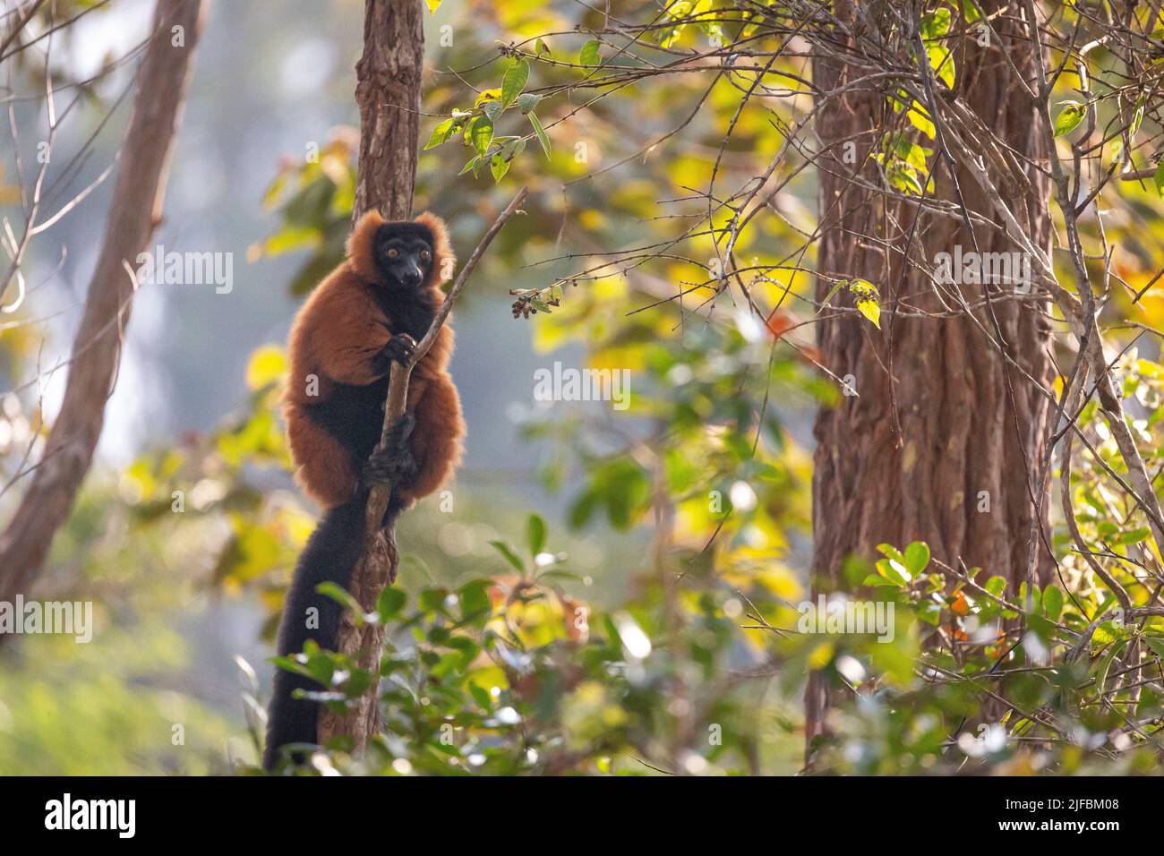 Madagascar, East, Andasibe-Mantadia national park, red varietal ...