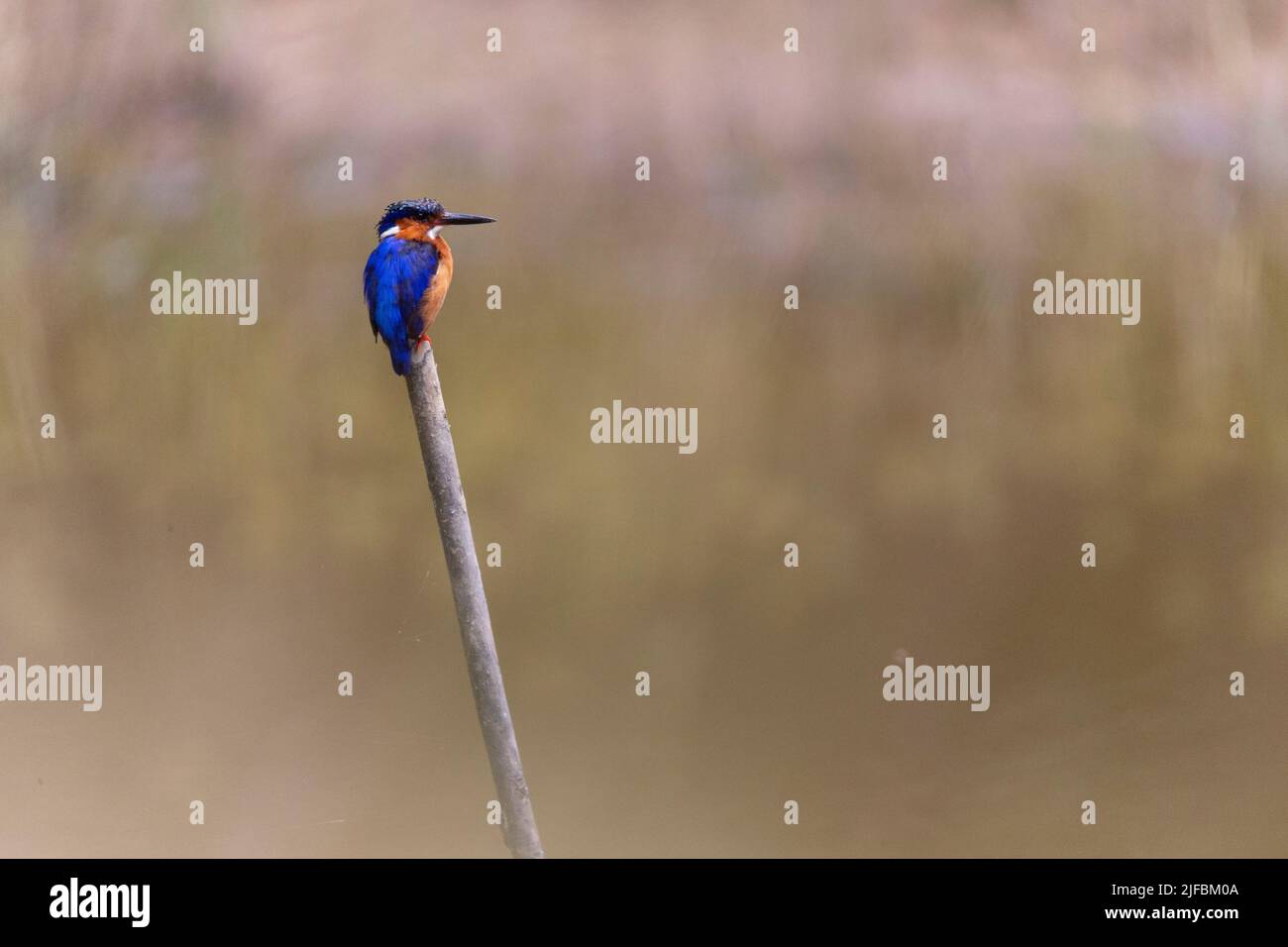 Madagascar, eastern region, Andasibé national park, a Vintsi kingfisher ...
