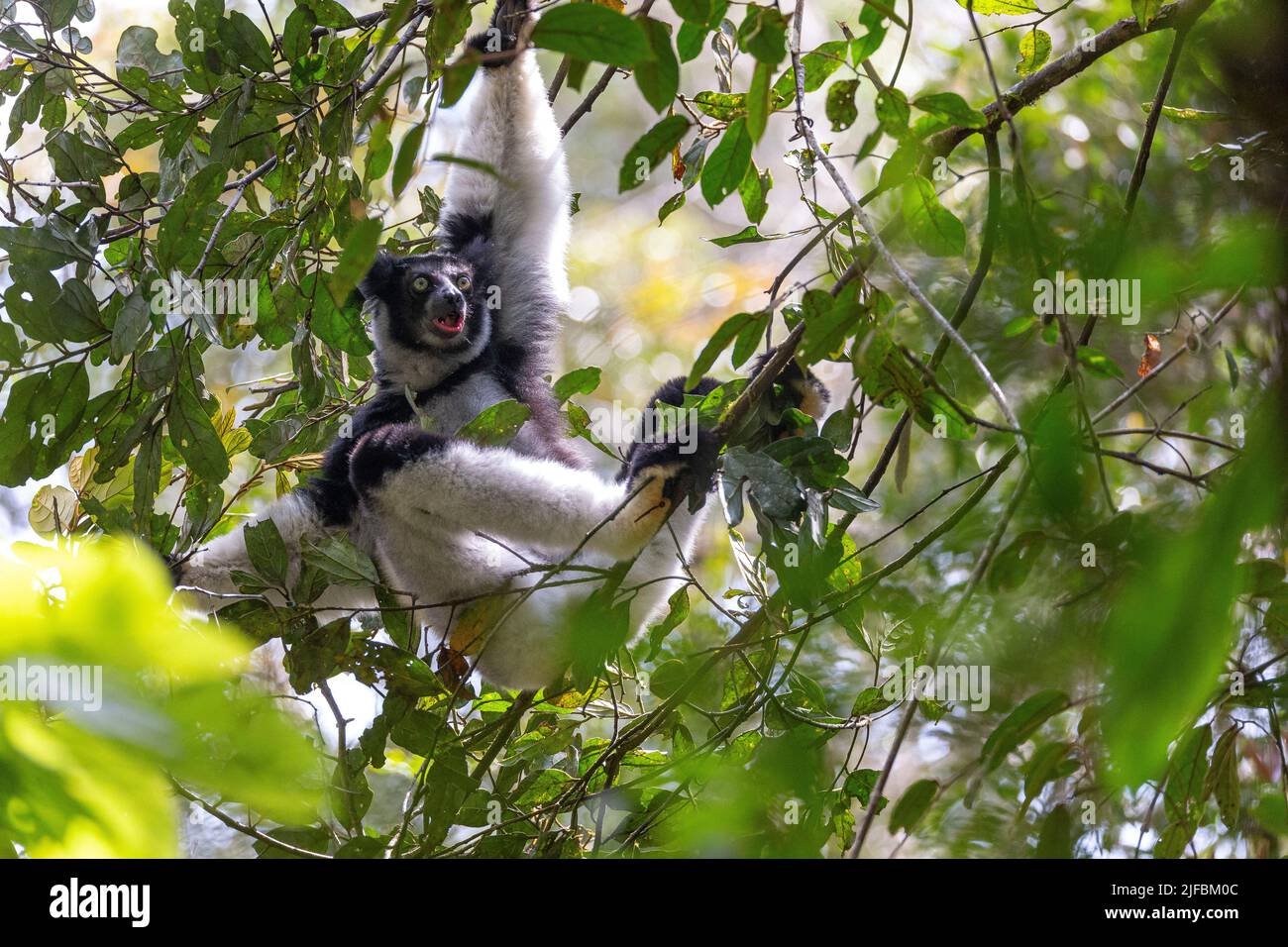 Madagascar, Andasibe-Mantadia national park, Indri Indri lemur Stock ...