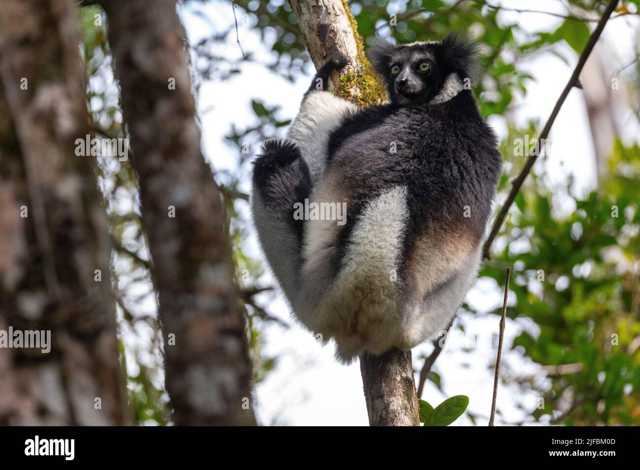 Madagascar, Andasibe-Mantadia national park, Indri Indri lemur Stock ...