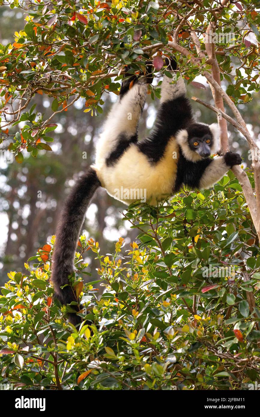 Madagascar, East, Andasibe-Mantadia national park, Vari lemur (Varecia ...