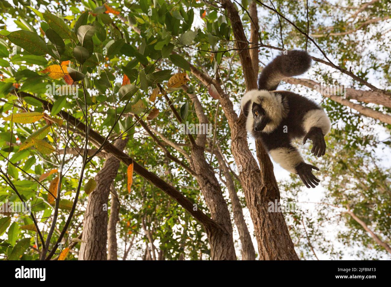 Madagascar, East, Andasibe-Mantadia national park, Vari lemur (Varecia ...