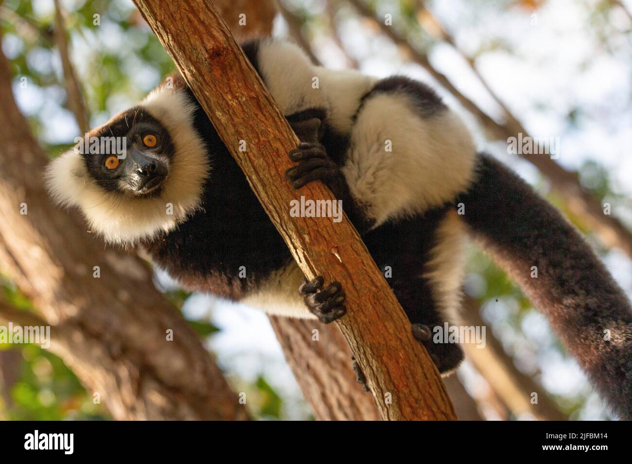 Madagascar, East, Andasibe-Mantadia national park, Vari lemur (Varecia ...