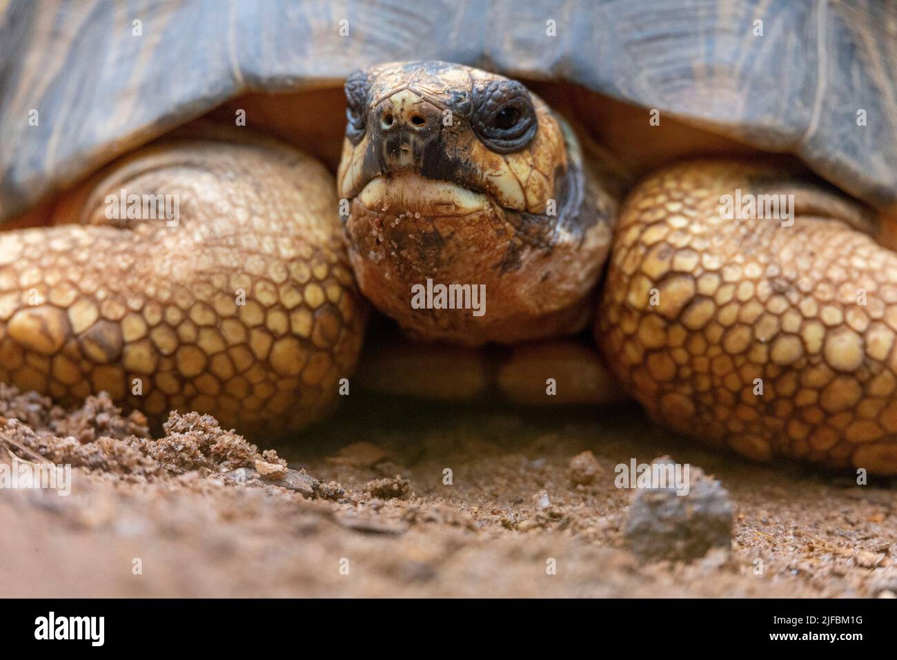 Madagascar, East, Andasibe-Mantadia National Park, Madagascar Radiated ...
