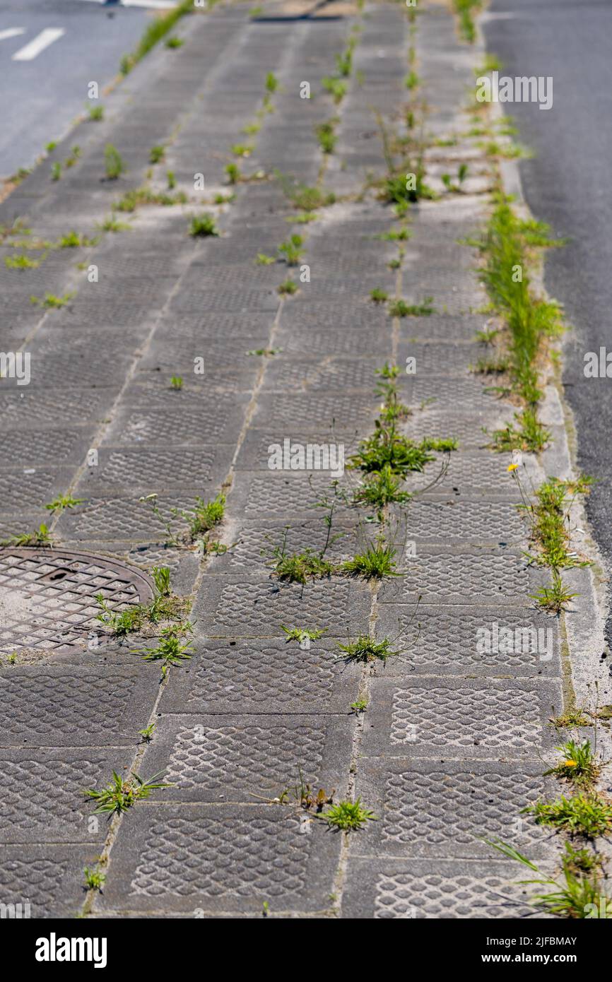 Green weeds growing between square tiles of a sidewalk Stock Photo - Alamy