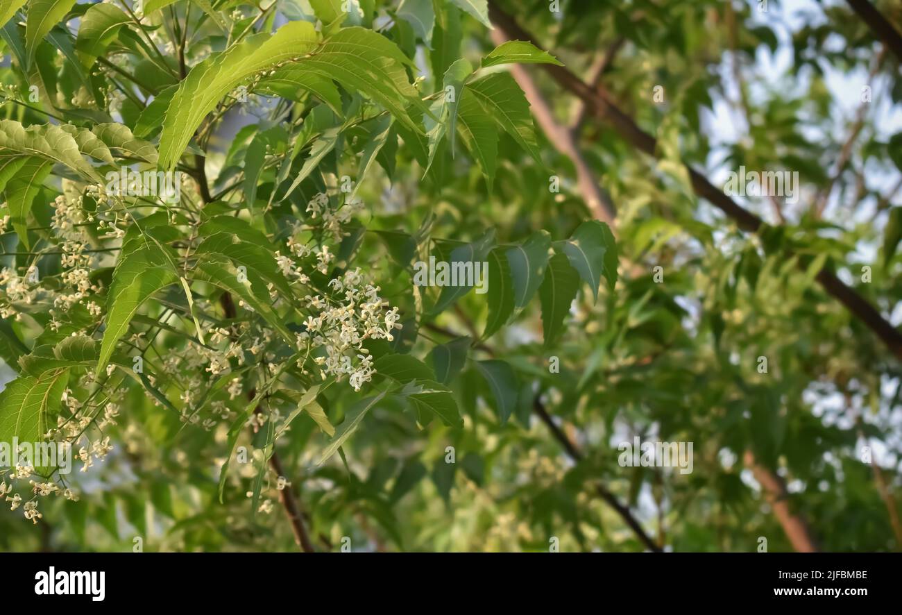 A Closeup Picture of Neem flowers with Neem leaves in the background ...