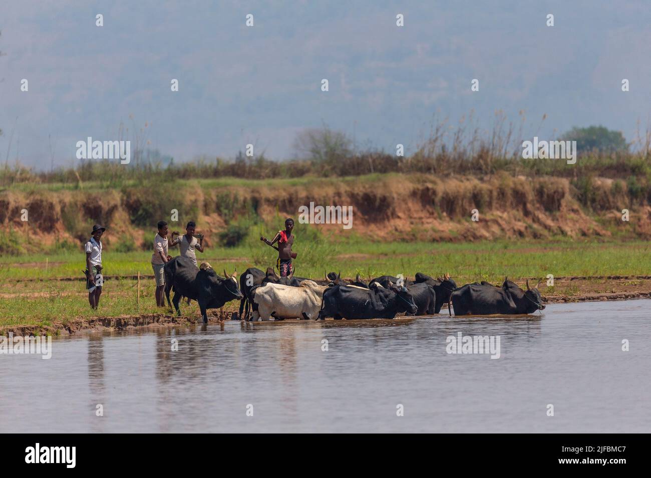 Madagascar, Menabe region, Bemaraha massif, the Tsiribihina river, zebu ...