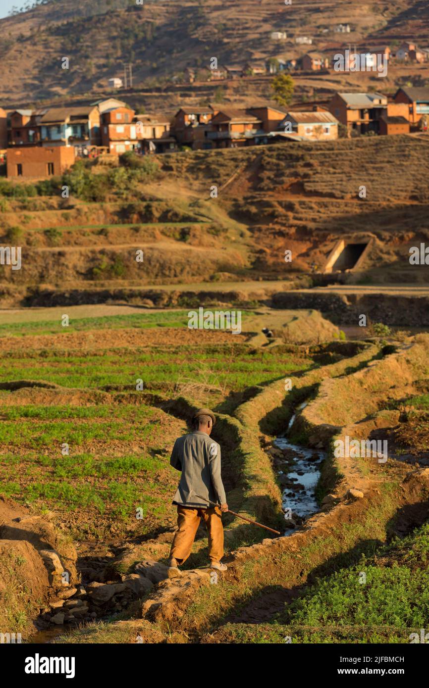 Madagascar, Central highlands, Vakinankaratra region, rice fields ...