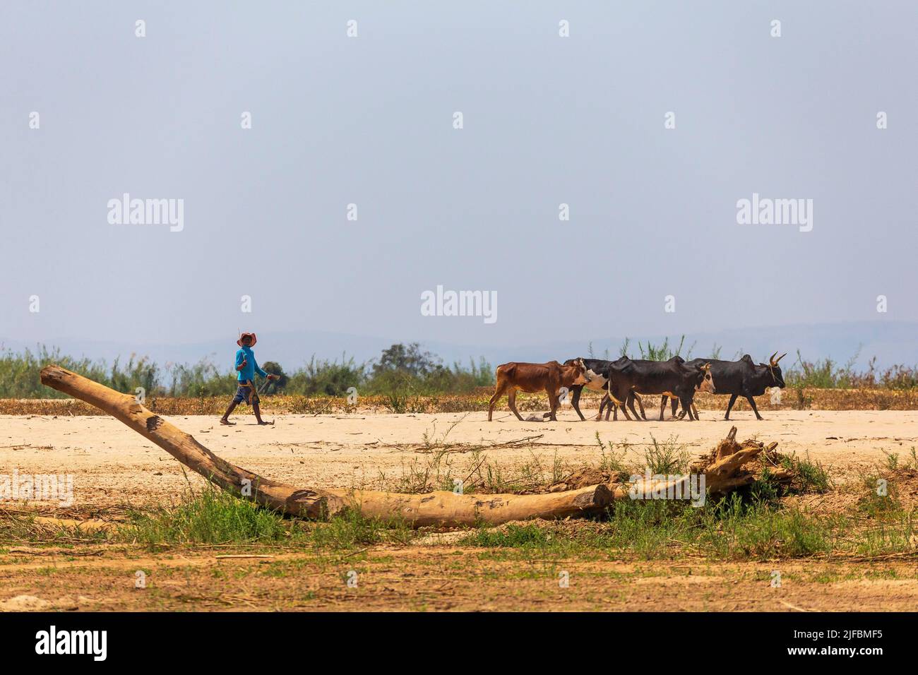 Madagascar, Menabe region, Bemaraha massif, the Tsiribihina river, zebu ...