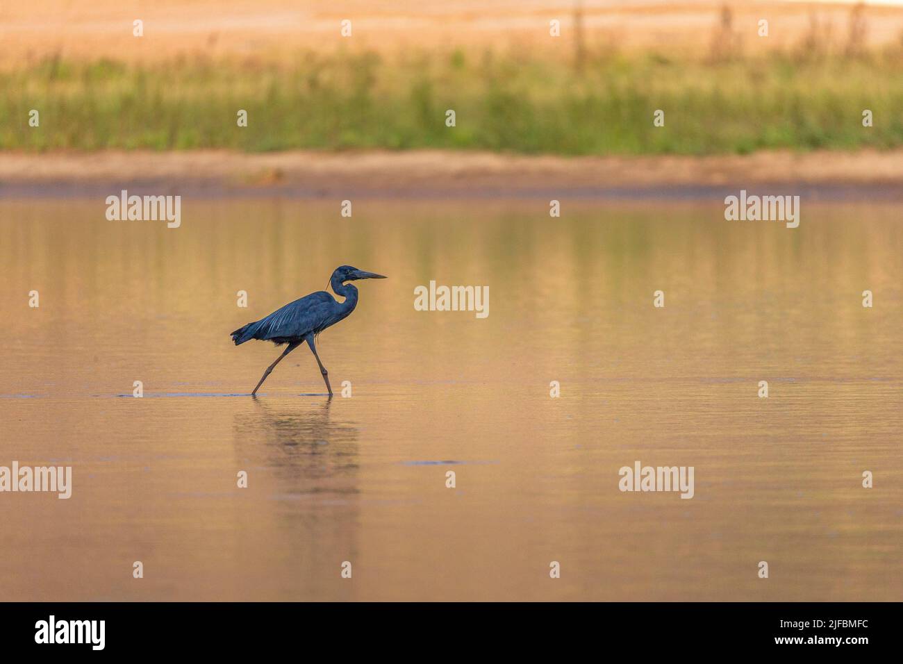 Madagascar, Menabe region, Bemaraha massif, Tsiribihina river, Slate ...