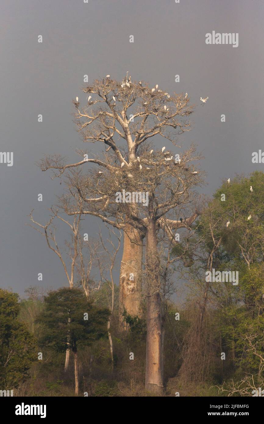 Madagascar, Menabe region, Bemaraha massif, the Tsiribihina river, a ...