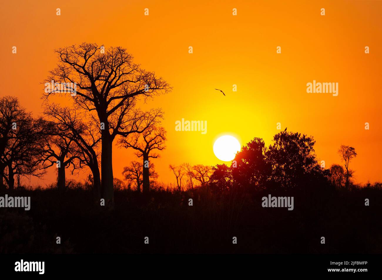 Madagascar, Menabe region, Bemaraha massif, the Tsiribihina river Stock ...