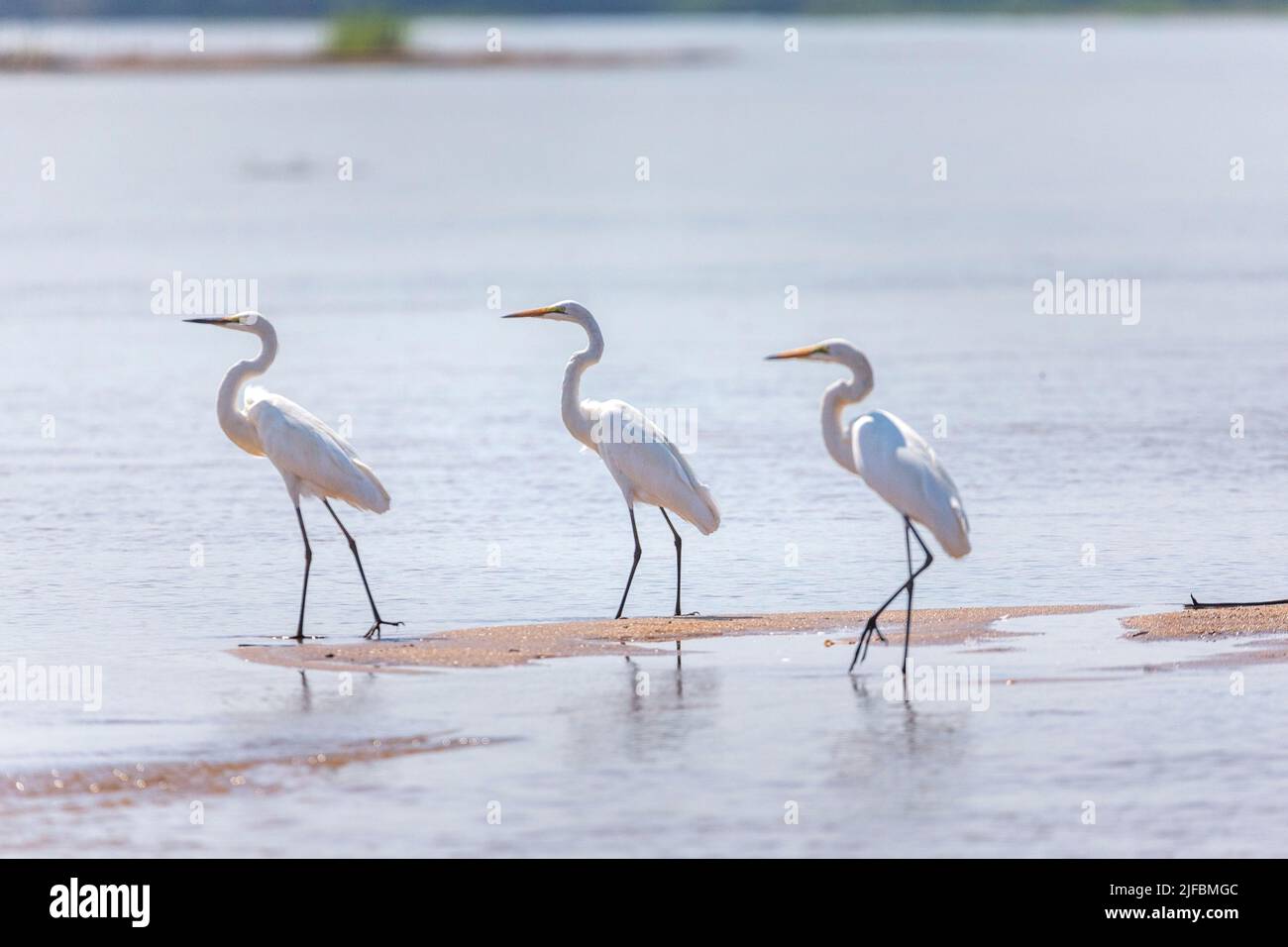 Madagascar, Menabe region, Bemaraha massif, Tsiribihina river, great ...