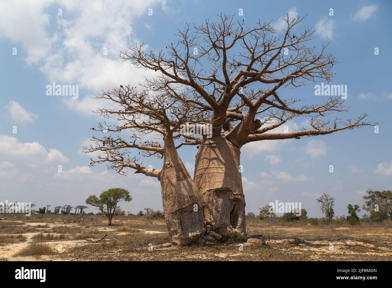 Madagascar, Menabe region, Morondava, baobabs of Grandidier (Adansonia ...