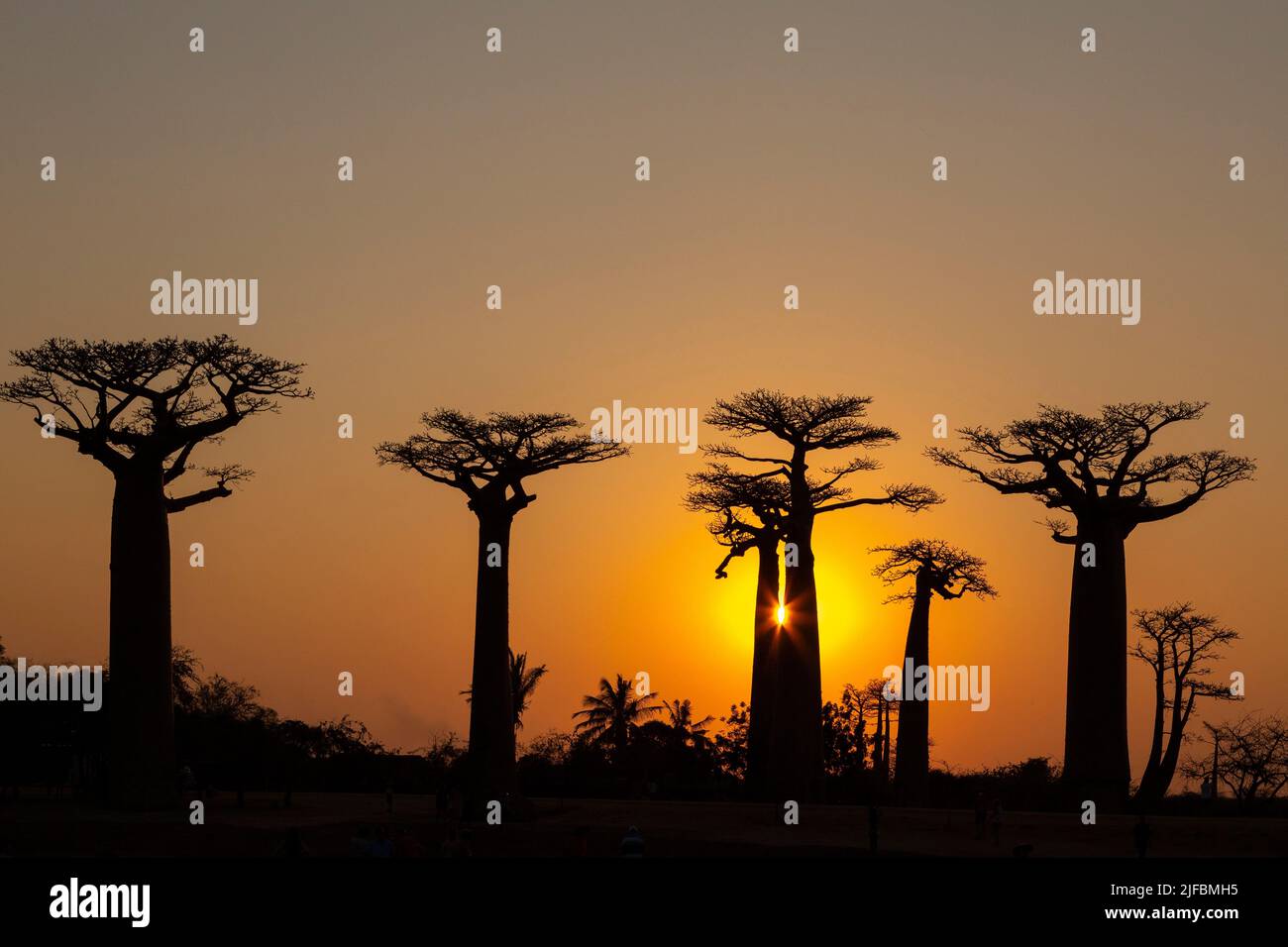 Madagascar, Menabe region, Morondava, alley of baobabs, baobabs of ...