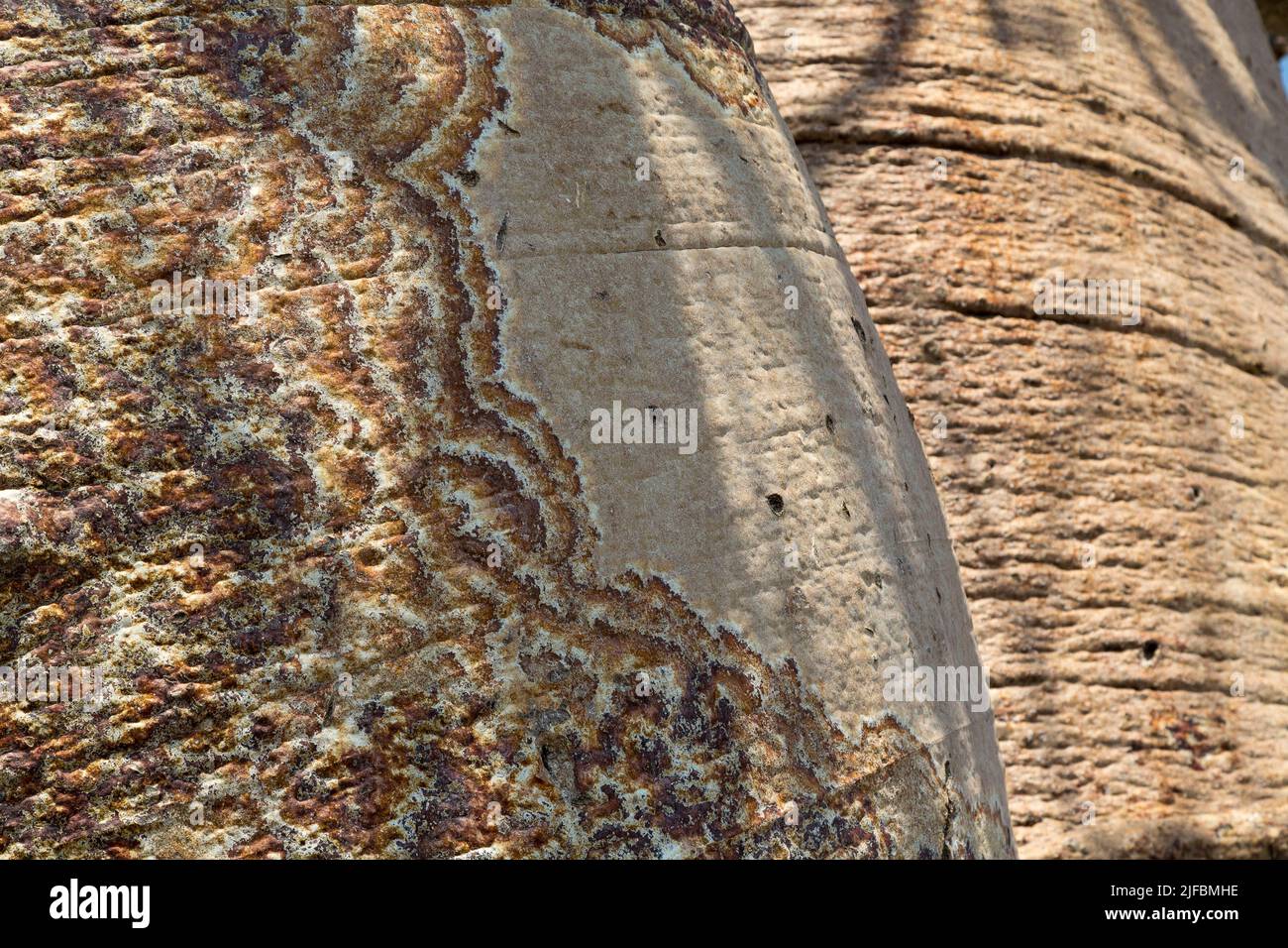 Madagascar, Menabe region, Morondava, baobabs of Grandidier (Adansonia ...