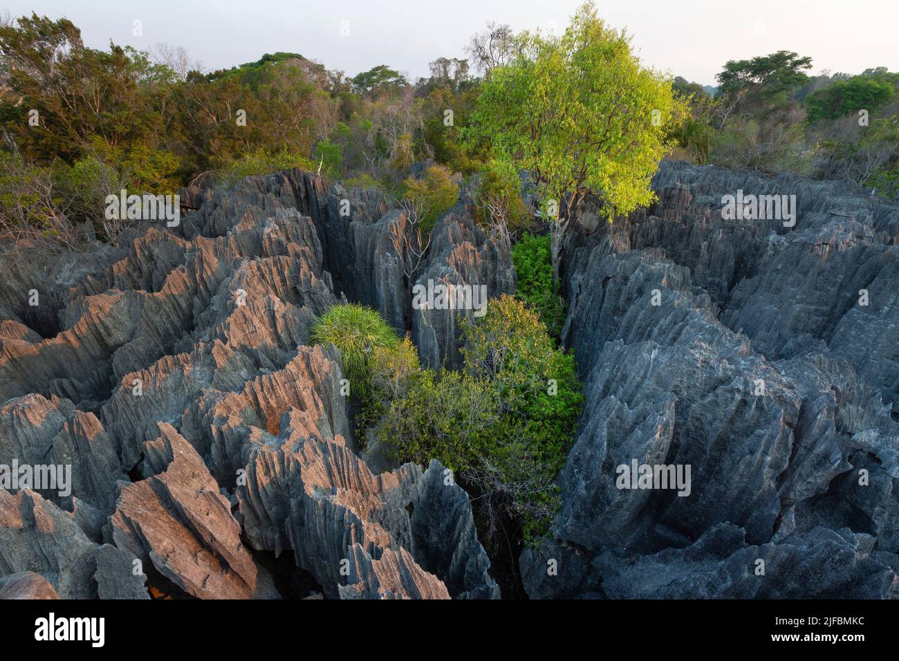 Madagascar, Melaky region, Tsingy de Bemaraha national park, Tsingy de ...