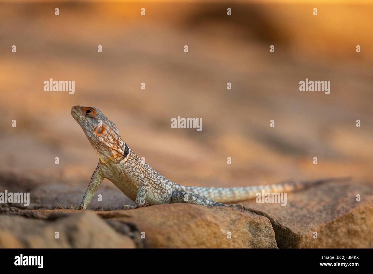 Madagascar, Ménabé region, Miandrivazo, Oplurus Cuvieri Stock Photo - Alamy