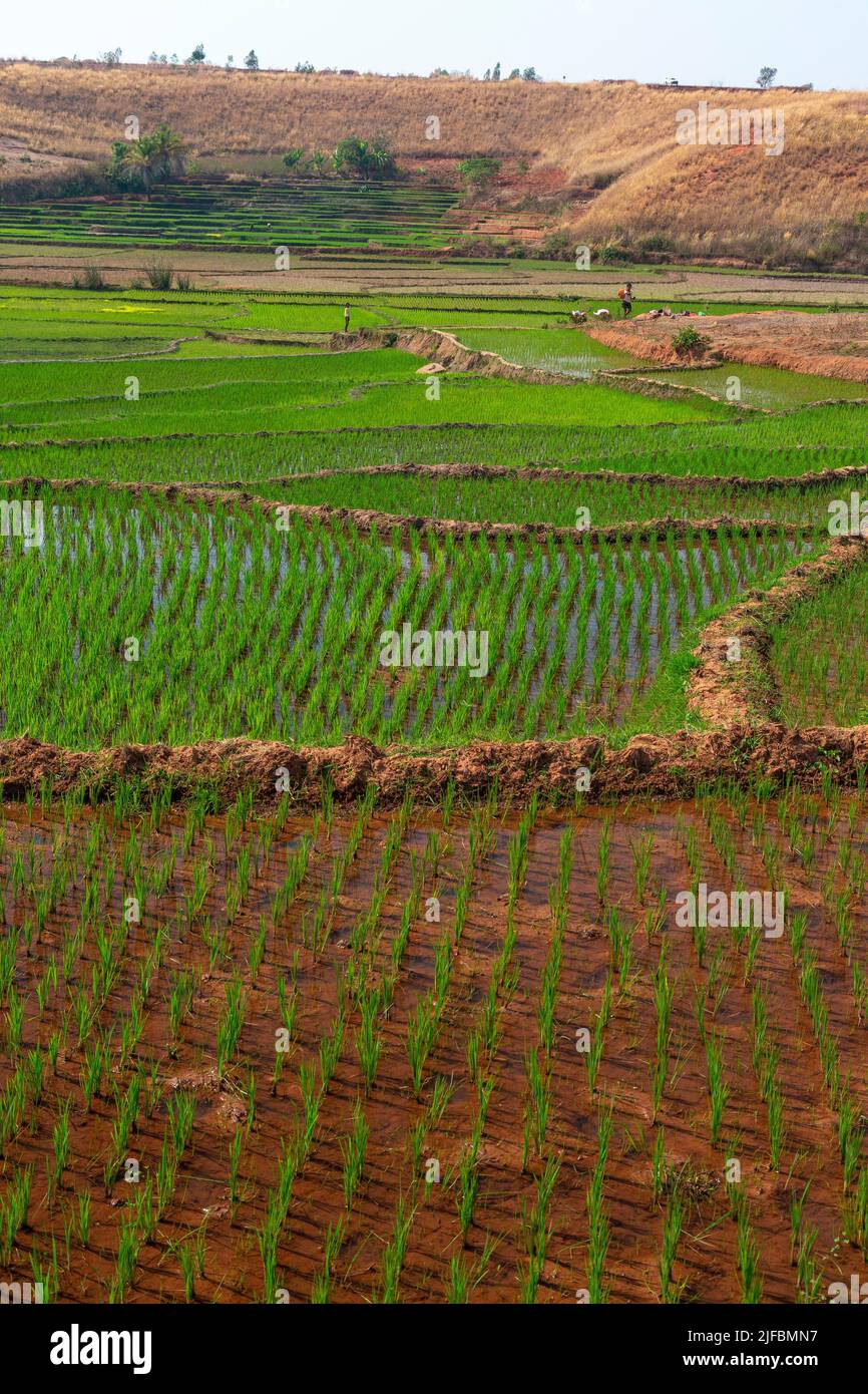Madagascar, Central Highlands, former province of Antananarivo ...