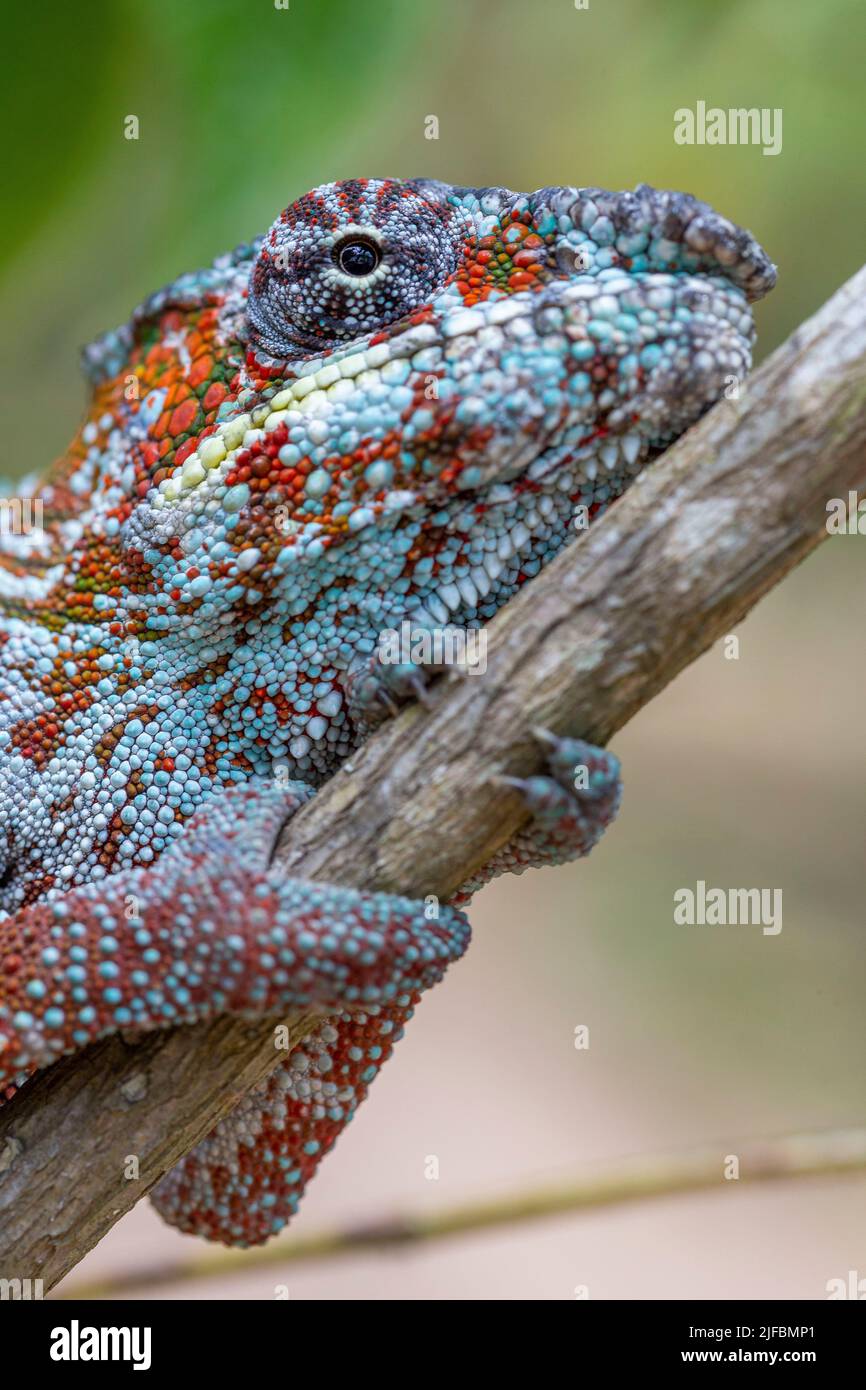 Madagascar, East, a panther chameleon (Furcifer pardalis Stock Photo ...