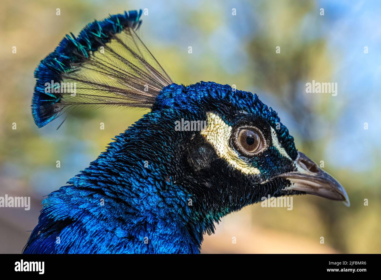 Close-up of a beautiful Indian Peacock at the Yellow River Wildlife ...