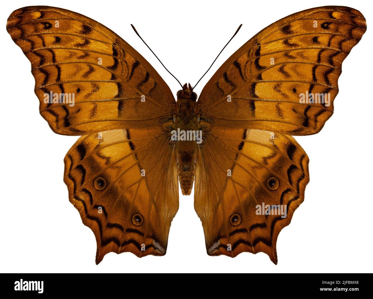 Butterfly species Vindula erota, trivial name: cruiser Stock Photo - Alamy