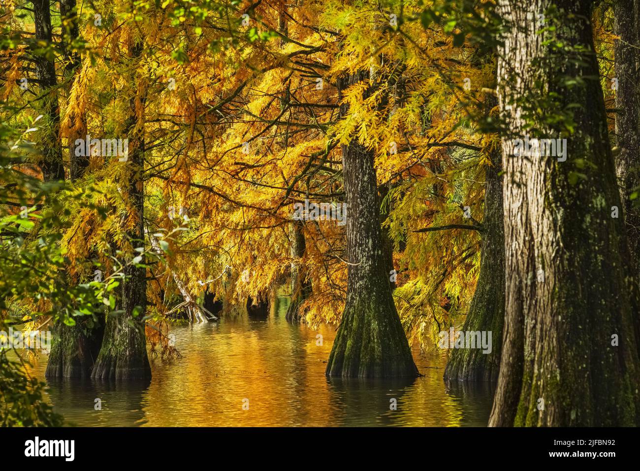 France, Isere, Saint-Baudille-de-la-Tour, Boulieu pond, bald cypress forest (Taxodium distichum ...