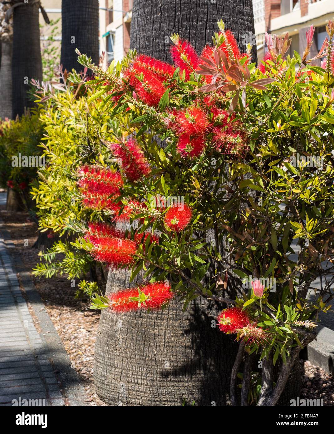 Red bottlebrush flower. Bottlebrush or Little John - Dwarf Callistemon ...