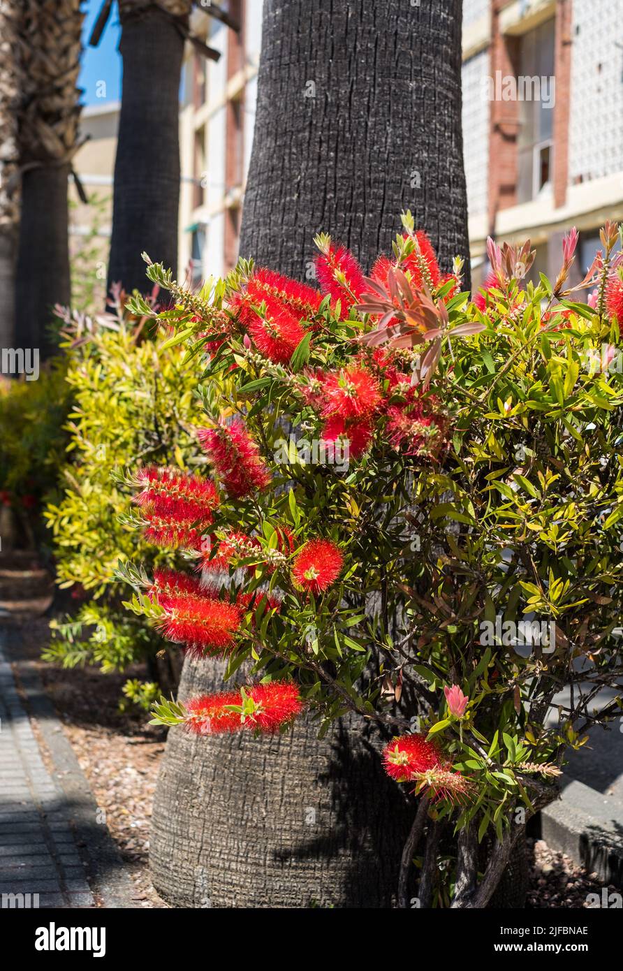 Red bottlebrush flower. Bottlebrush or Little John - Dwarf Callistemon ...
