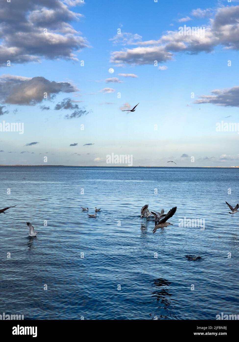 Flock of seagull birds fly over the sea Stock Photo - Alamy