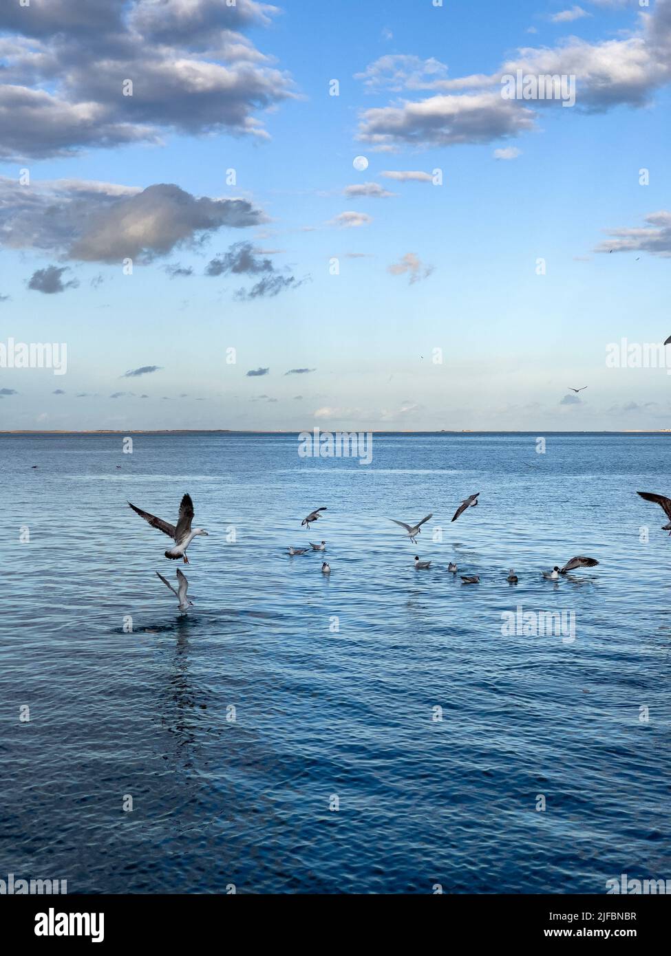 Flock of seagull birds fly over the sea Stock Photo - Alamy
