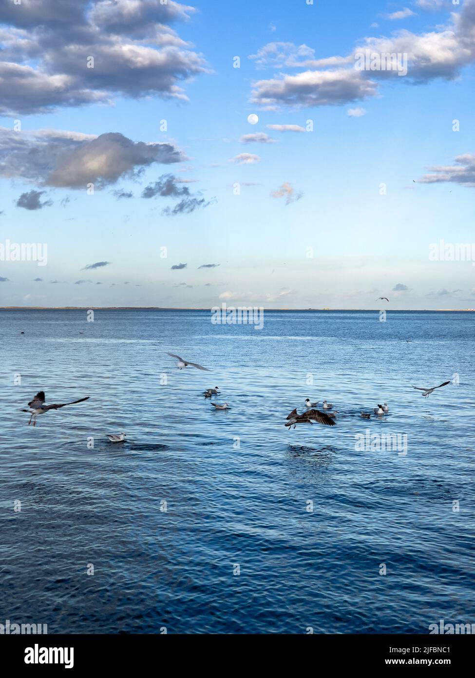 Flock of seagull birds fly over the sea Stock Photo - Alamy
