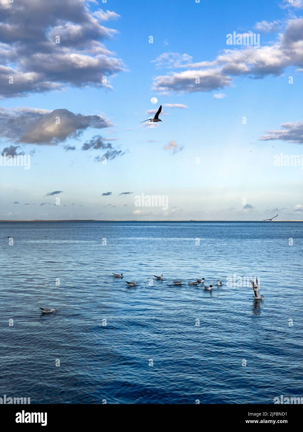 Flock of seagull birds fly over the sea Stock Photo - Alamy