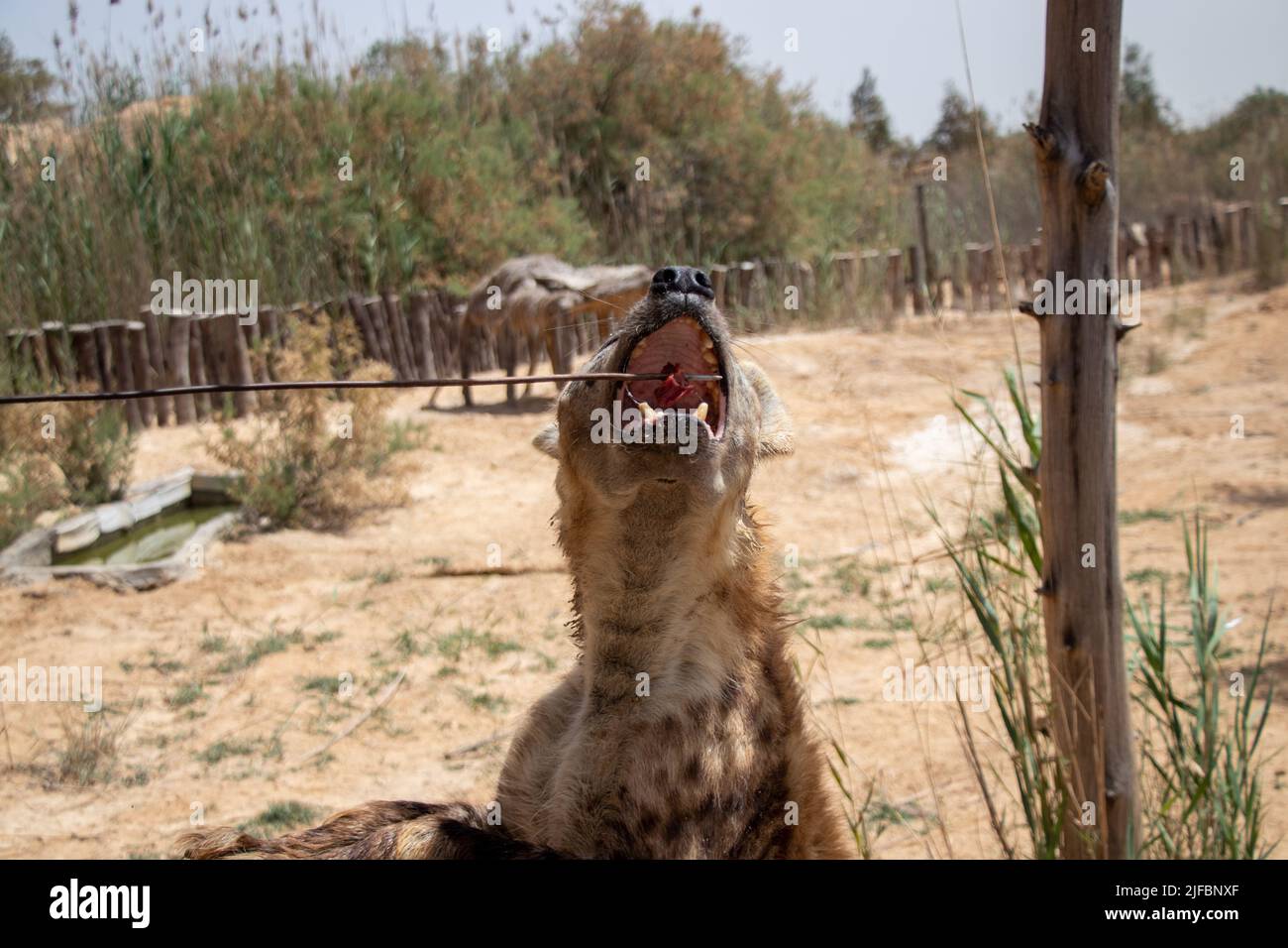 A closeup shot of a hyena with its mouth open Stock Photo - Alamy