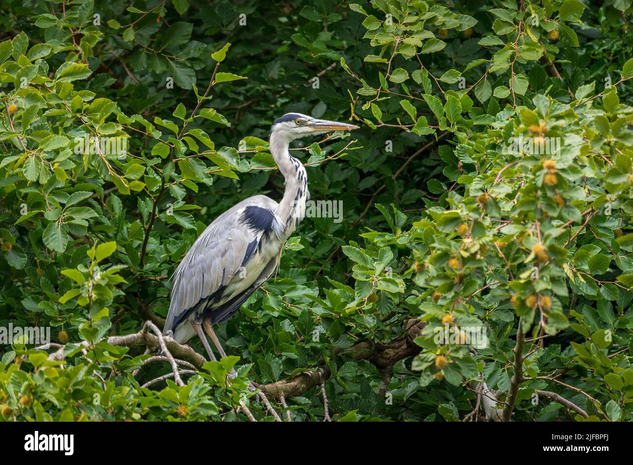 Grey heron roosting in a tree Stock Photo - Alamy