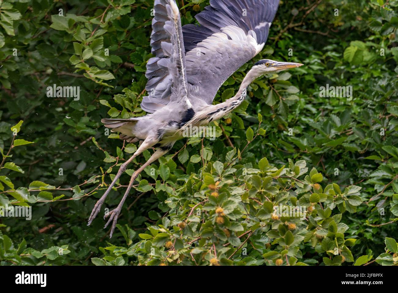 Heron takes off hi-res stock photography and images - Alamy