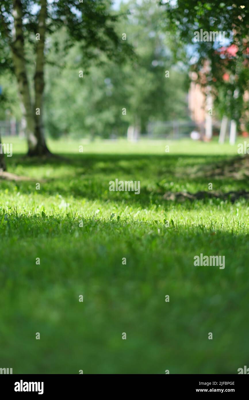 Close up green grass field with blur park background. shallow DOF ...