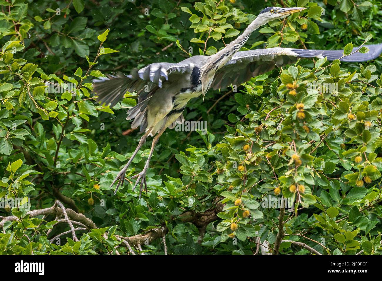 Heron takes off hi-res stock photography and images - Alamy
