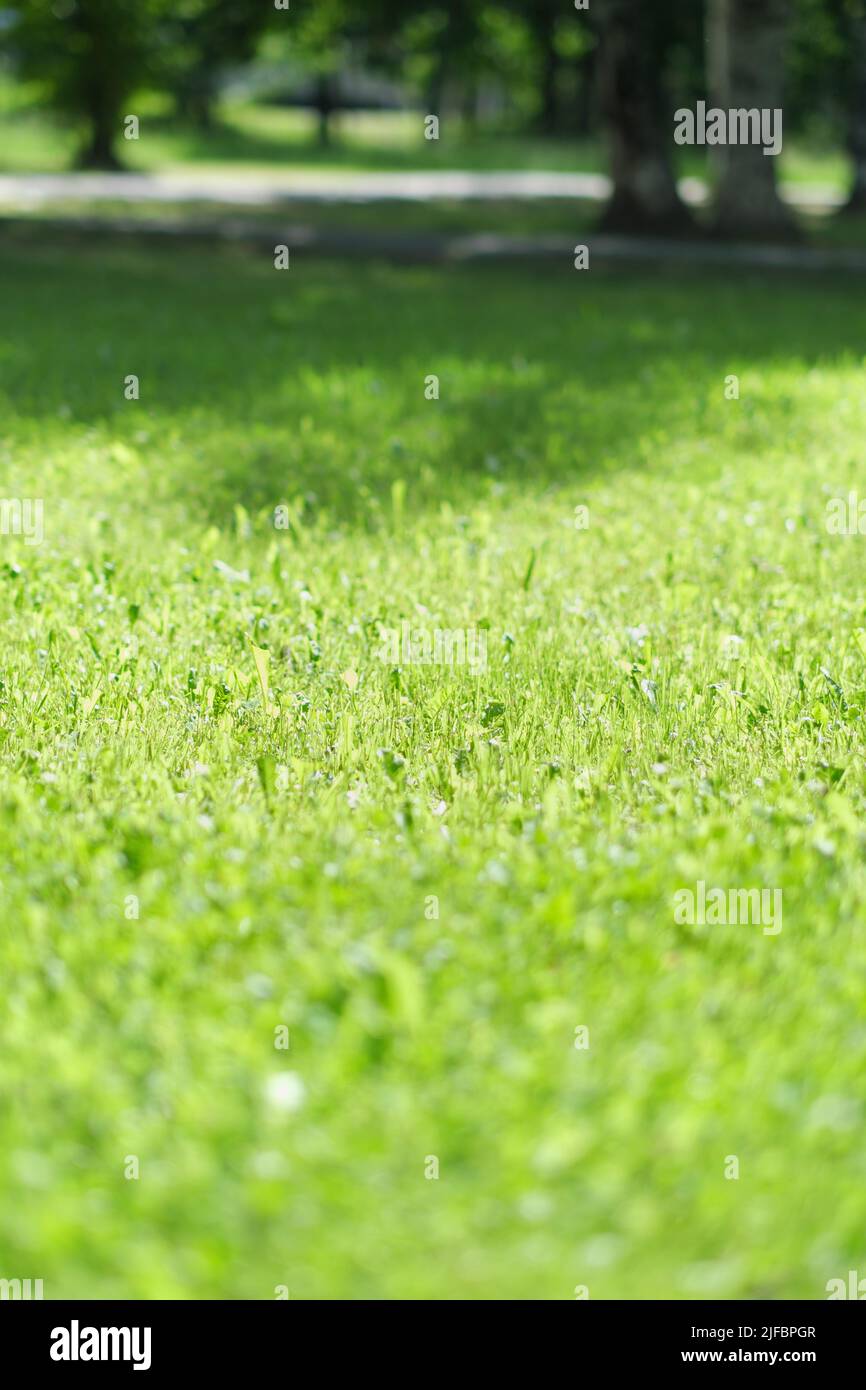 green grass field with blur park background. shallow DOF, vertical ...