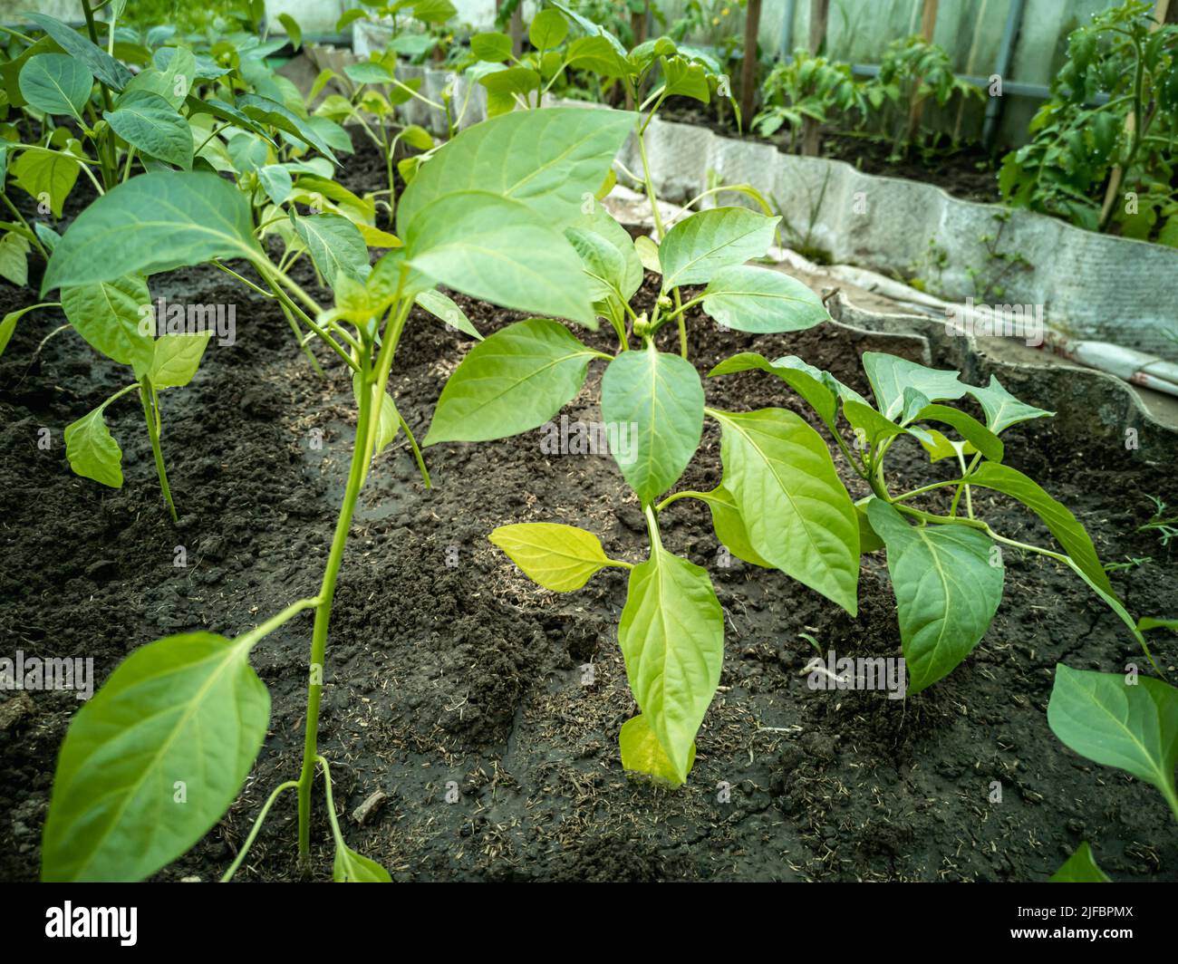 Capsicum annuum seedlings in a greenhouse. Growing greenhouse fruit ...