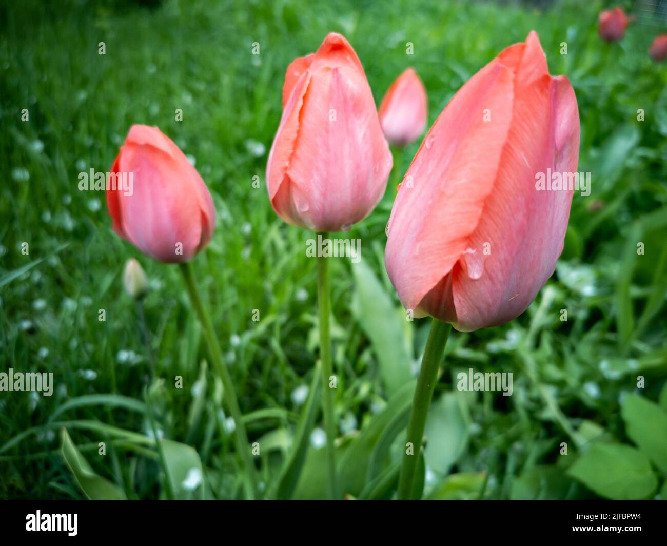 Pink tulips in a flower bed after rain Stock Photo - Alamy
