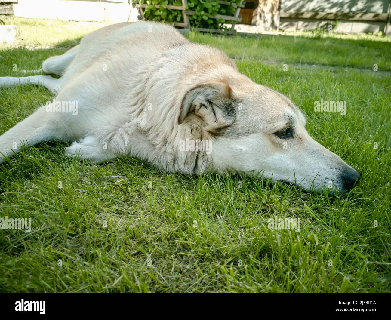 Sad dog lies on the lawn. Diseases of dogs Stock Photo - Alamy