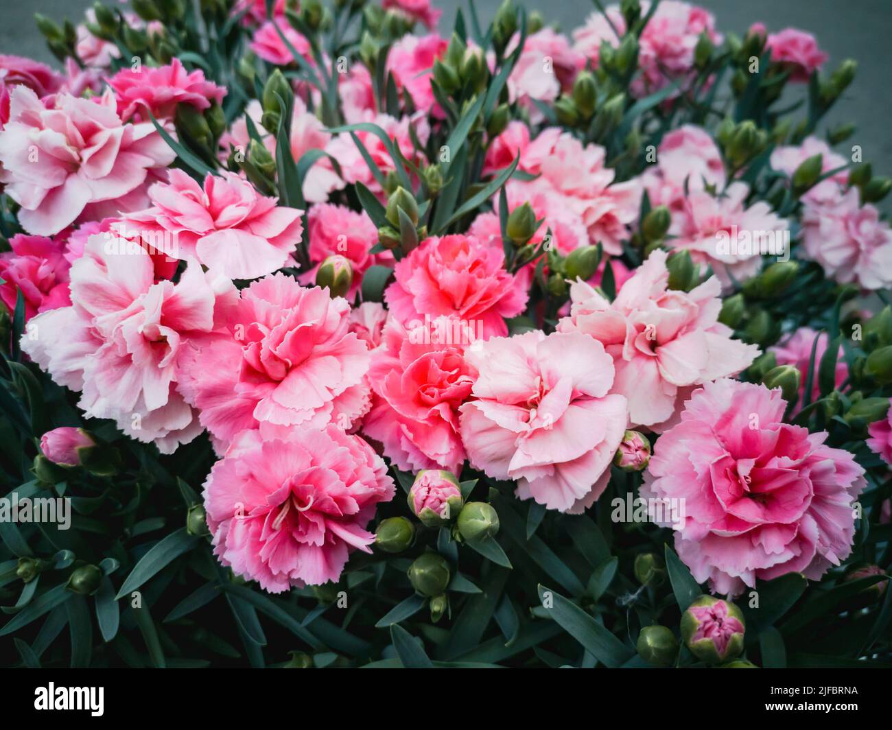 Carnation Shabo Dianthus caryophyllus var. schabaud. Natural flower ...